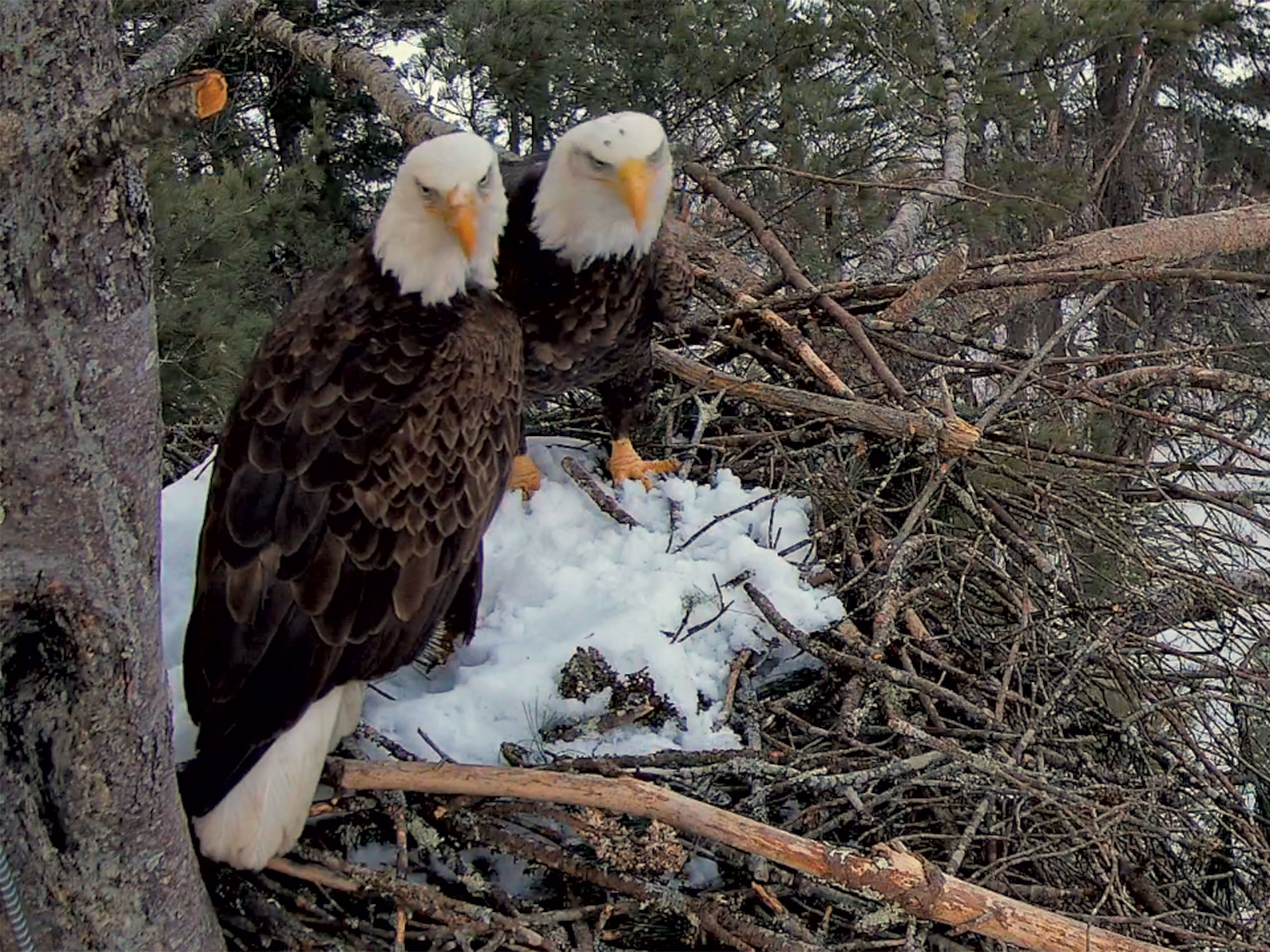‘Eagle Cam’ Live Streams Bald Eagles Nesting in Quechee | Seven Days