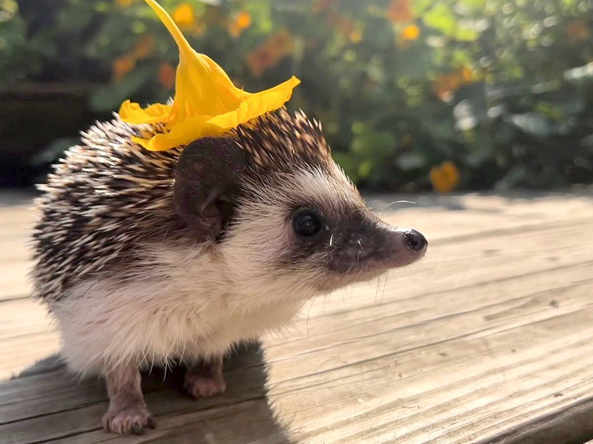 Meet the 2026 Best of the Beasts Pet Photo Contest Winners | Seven Days