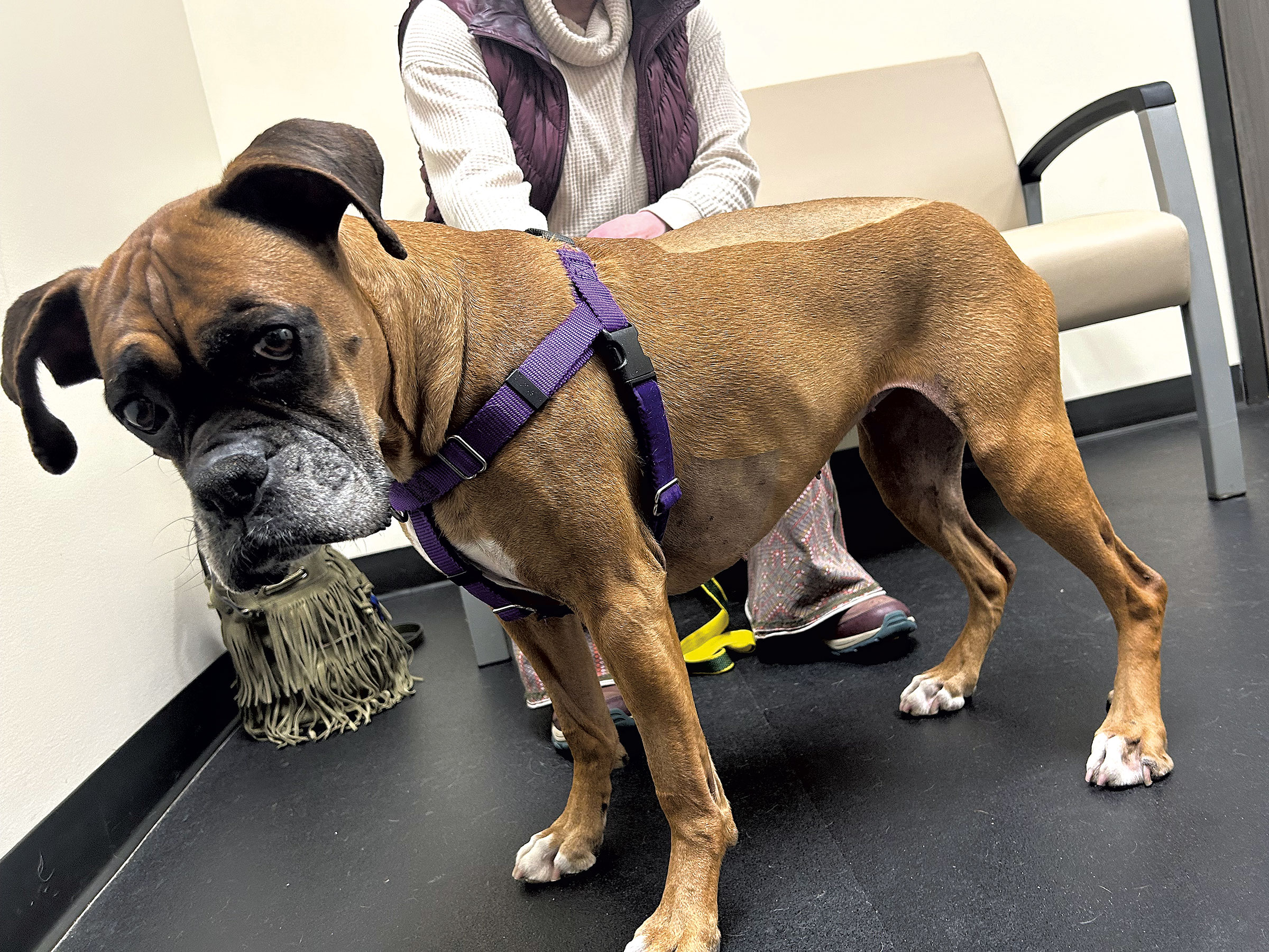 Vet Care Is Getting Very Expensive. I’ve Got the Receipts. | Seven Days